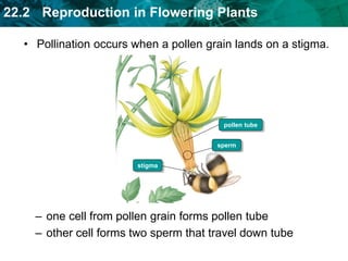 bio_ch22-2.ppt plant reproduction botanical studies | PPT