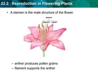 bio_ch22-2.ppt plant reproduction botanical studies | PPT
