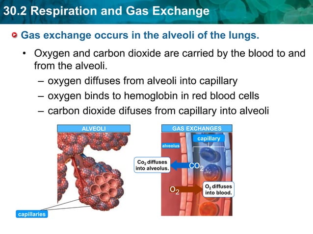 Breathing and Gas Exchange | PPT | Lung and Respiratory Health ...