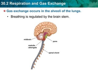 Breathing and Gas Exchange | PPT