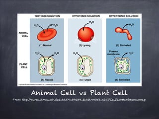 Biology - Osmosis and Tonicity | PDF
