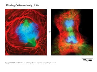 Bio chapter 1 biochemistry, the cell, & genetics | PPT