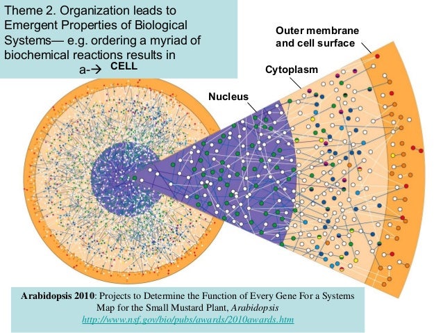 Bio chapter 1 biochemistry, the cell, & genetics