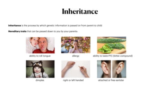 [BIO] Chapter 18 - Inheritance notes.pdf