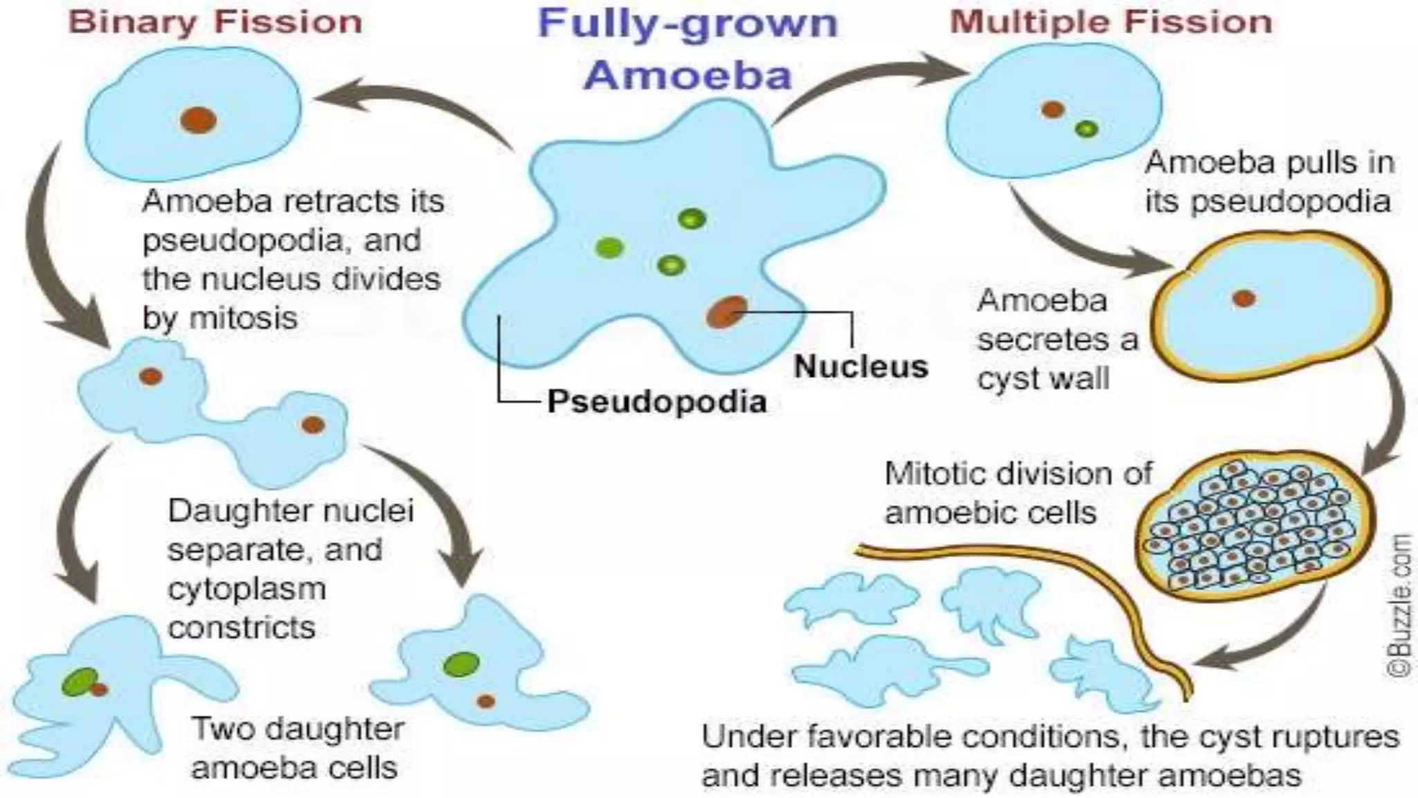 Biology form 4 chapter 2 | PPTX