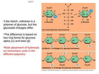 Bio Chapter 5: Macromolecules | PPT