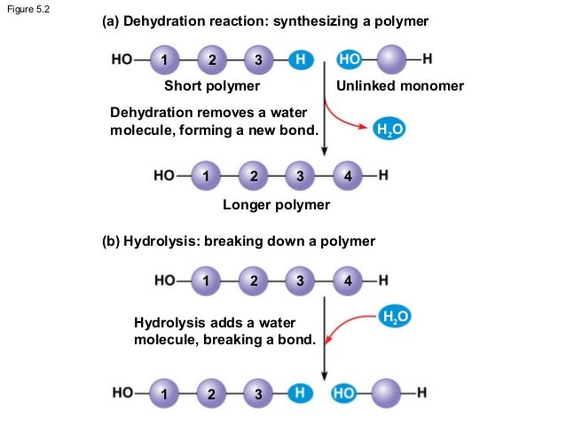 Bio Chapter 5: Macromolecules
