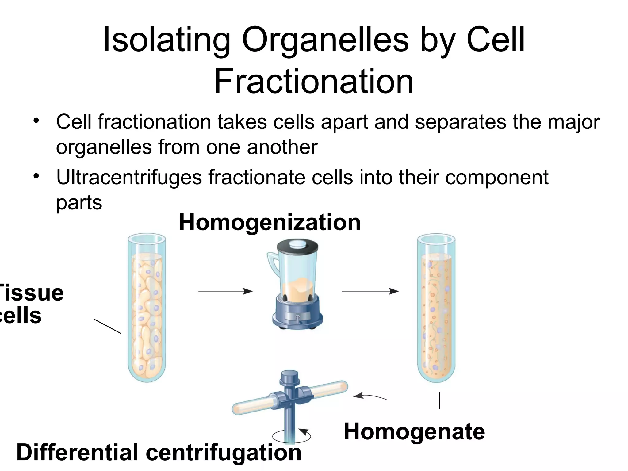 Biochapter6notes 151125141544-lva1-app6892 | PPT