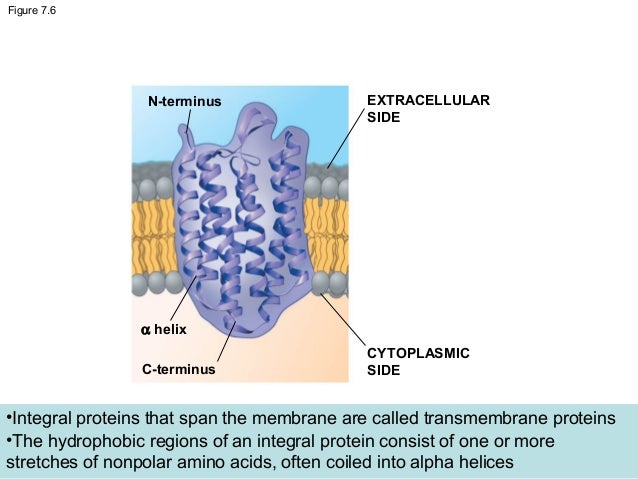Chapter 7: Cell Membrane