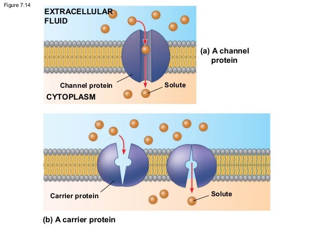 Chapter 7: Cell Membrane