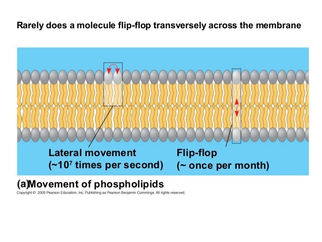 Chapter 7: Cell Membrane