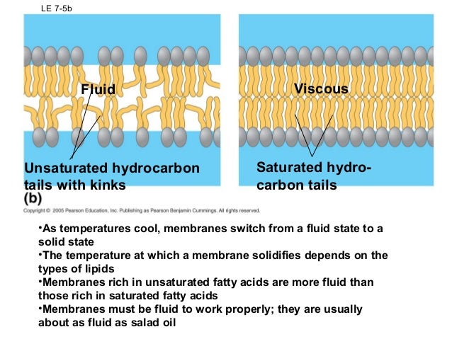 Chapter 7: Cell Membrane