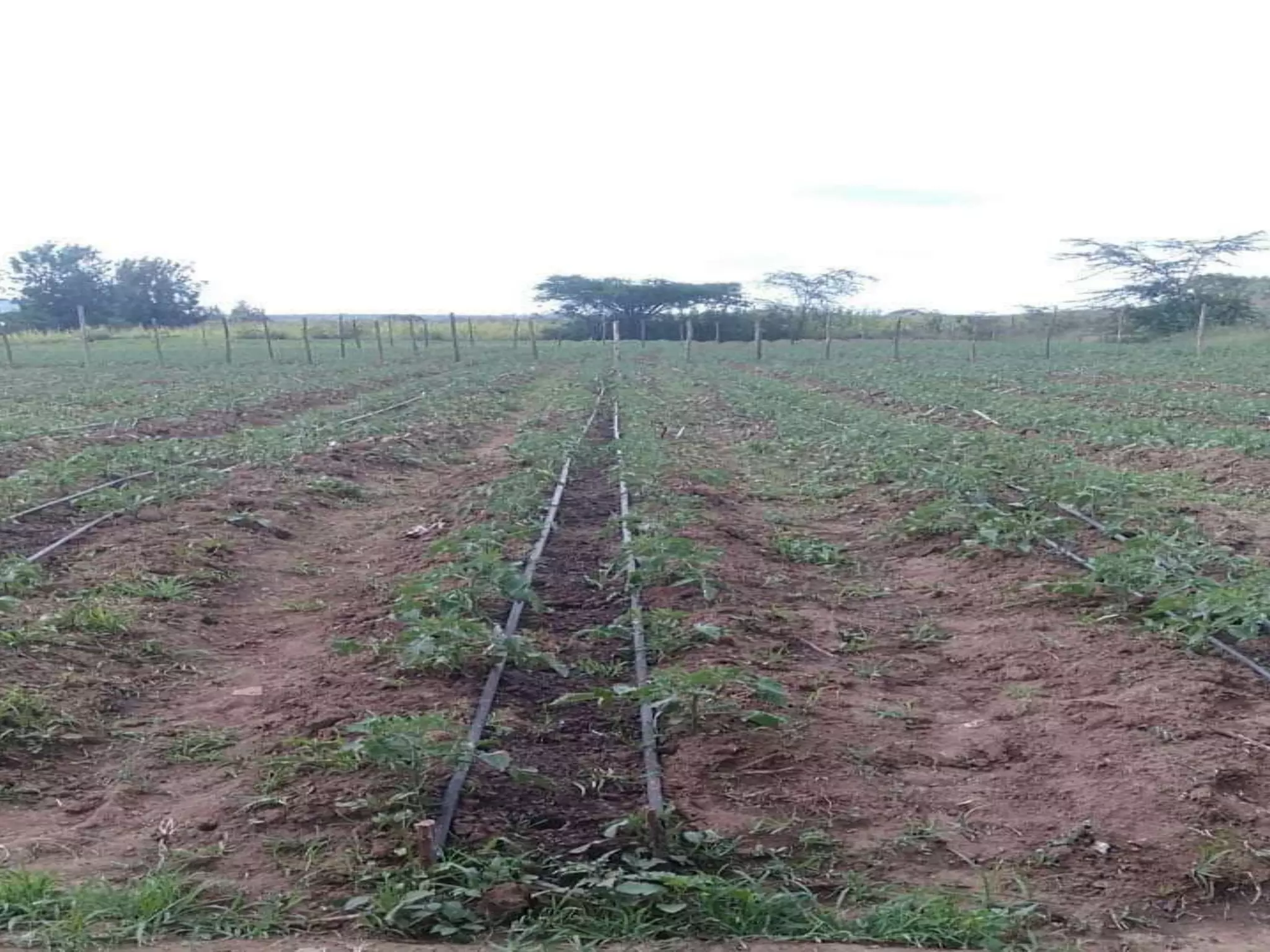 Biochar by Bibek Dev | PPTX