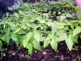 Biochar bricks and green buildings | PPTX