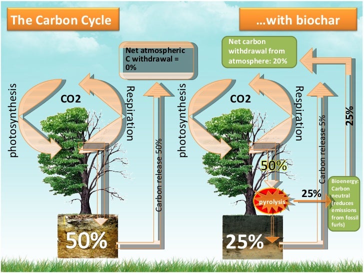 Biochar root growth_and_rhizosphere_communities[linkedi]