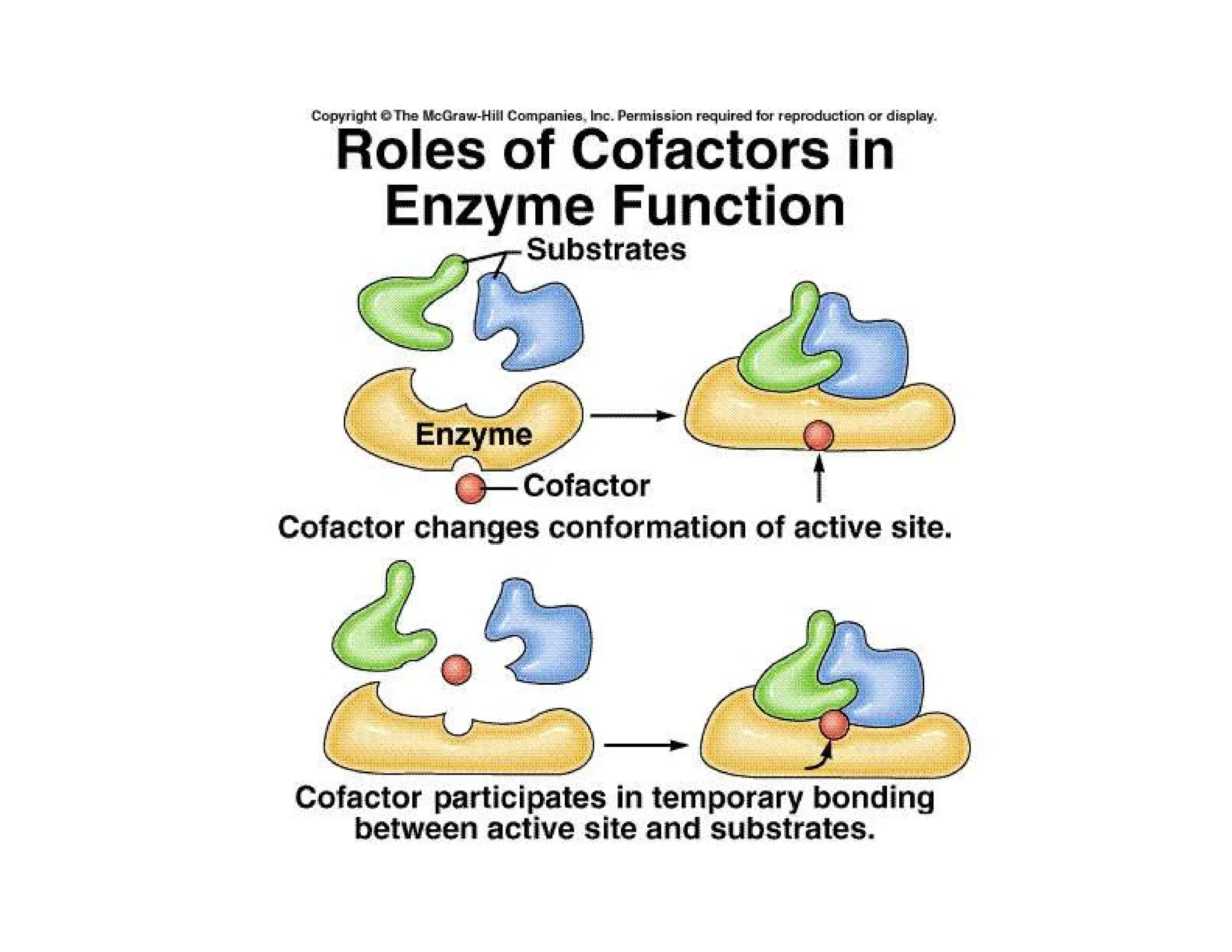 Bioche-1_PPT-Vasuk-Devi.pdf the best sli | PPT