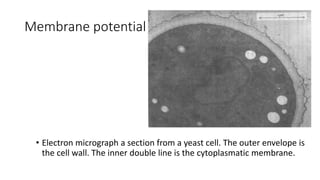 Biochemistry/Membrane potential | PPTX