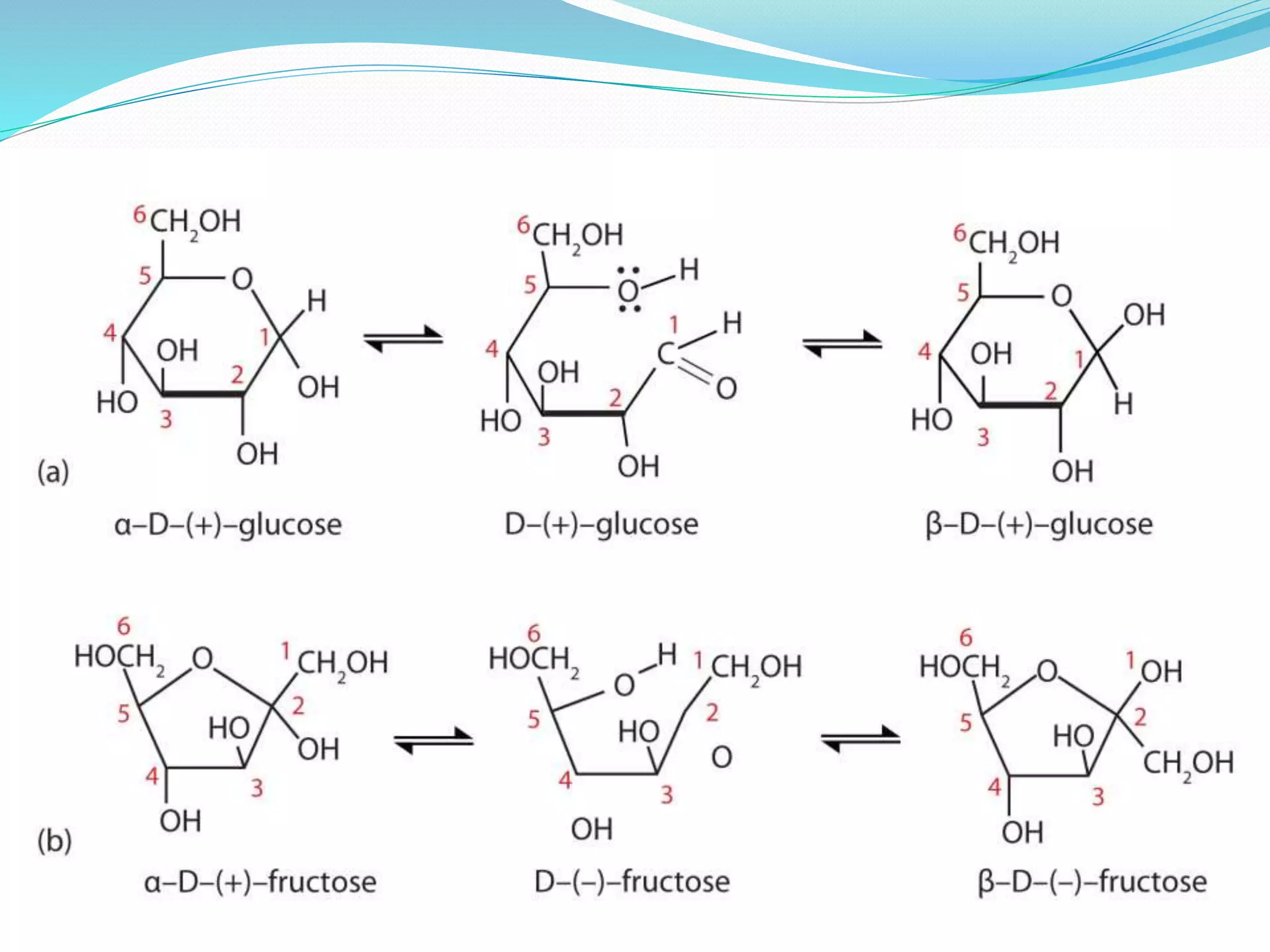 Cyclic Structure Of Monosaccharides Ppt