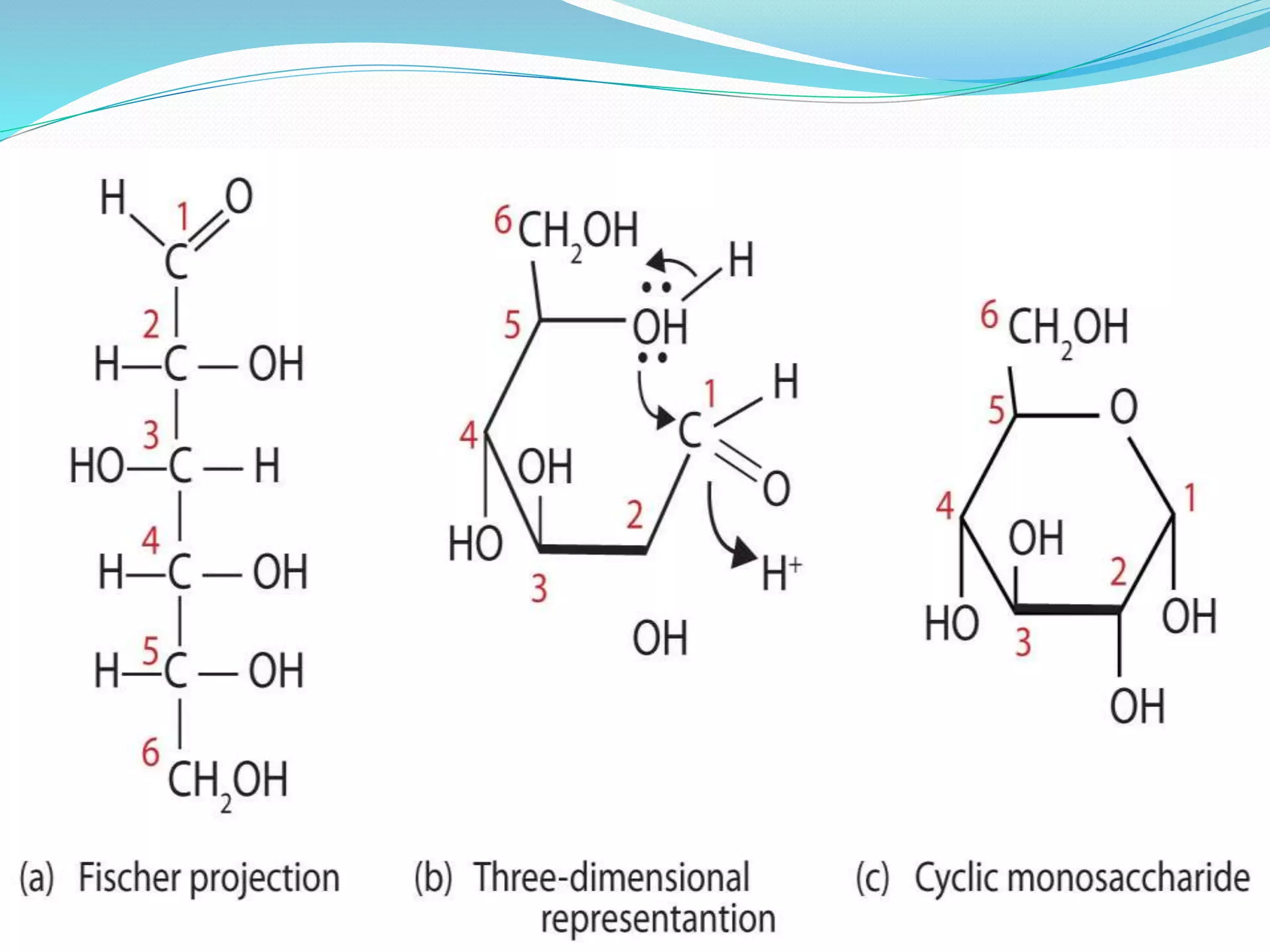 cyclic structure of monosaccharides | PPTX