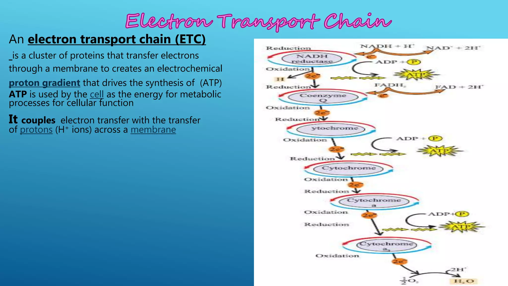 Electron Transport Chain and oxidative phosphorylation | PPTX