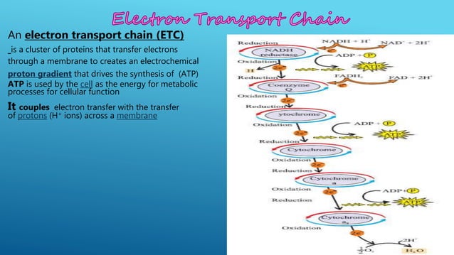 Electron Transport Chain and oxidative phosphorylation | PPTX