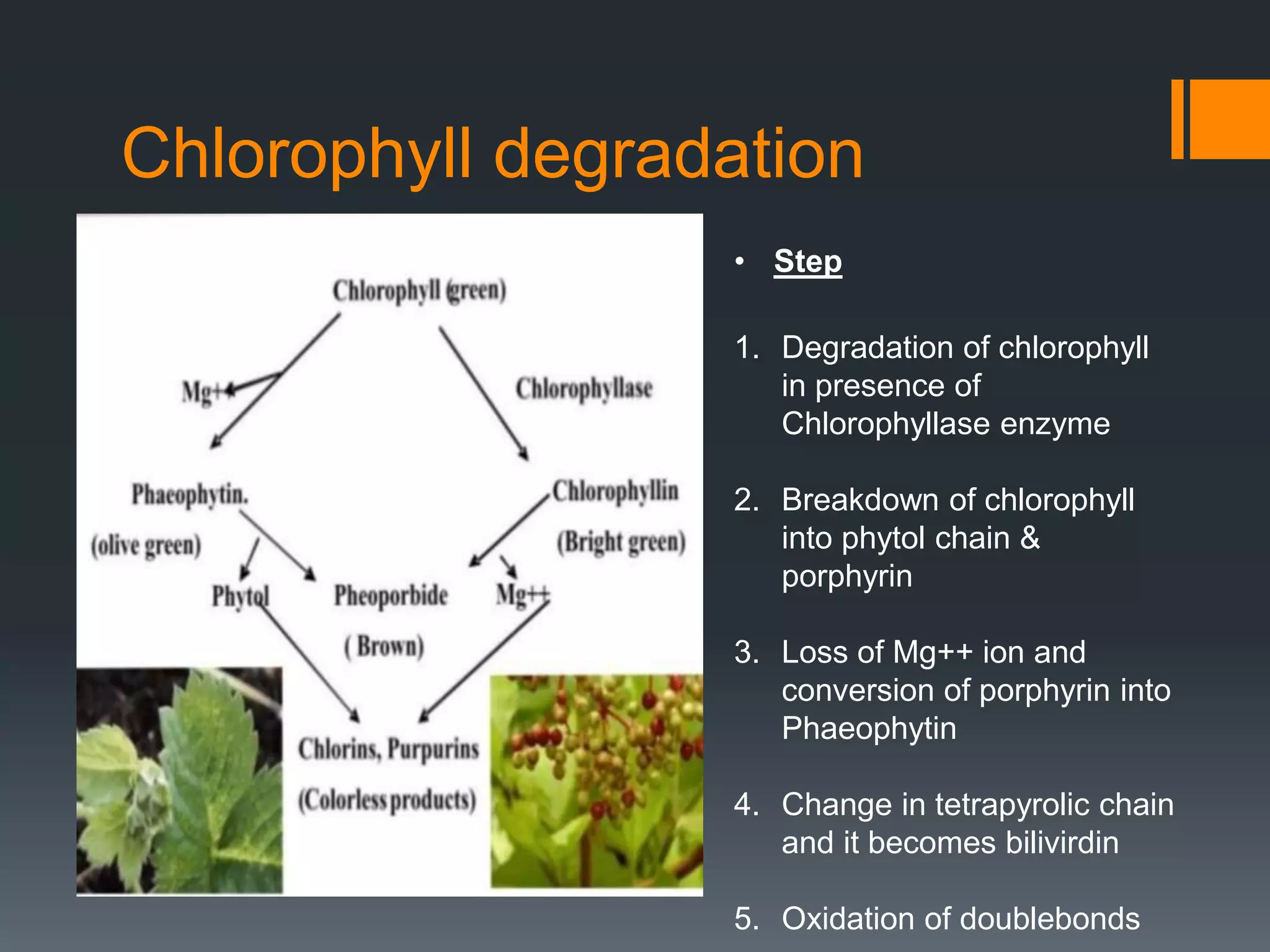 Biochemistry of Fruit Ripening | PPTX