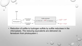 SULPHATE REDUCTION AND INCORPORATION OF SULPHUR INTO AMINO ACIDS | PPTX