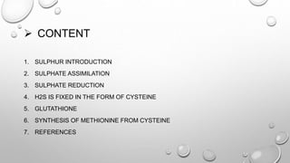SULPHATE REDUCTION AND INCORPORATION OF SULPHUR INTO AMINO ACIDS | PPTX
