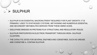 SULPHATE REDUCTION AND INCORPORATION OF SULPHUR INTO AMINO ACIDS | PPTX | Chemistry | Science