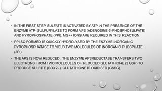 SULPHATE REDUCTION AND INCORPORATION OF SULPHUR INTO AMINO ACIDS | PPTX