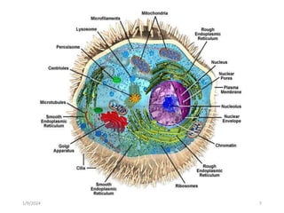 Biochem-Cells.pptx