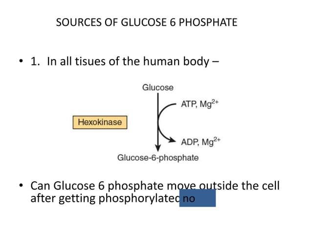 Sources And Fate Of Glucose 6 Phosphate | PPTX | Chemistry | Science