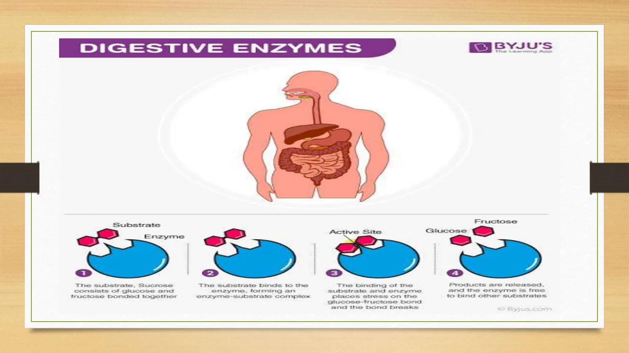 Biochemistry Enzymes Short Presentations | PPT