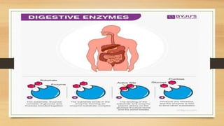 Biochemistry Enzymes Short Presentations | PPT