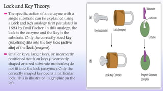 Enzymes and their properties | PPTX