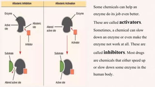 Enzymes and their properties | PPTX