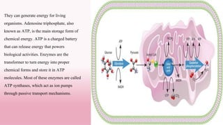 Enzymes and their properties | PPTX