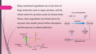 Enzymes and their properties | PPTX