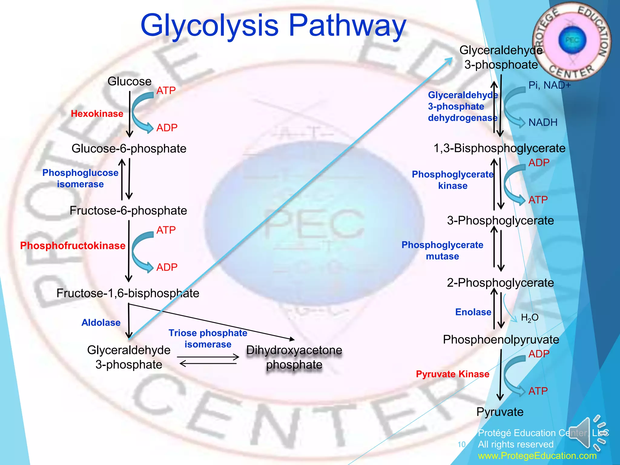 Glycolysis pathway in cells | PPTX