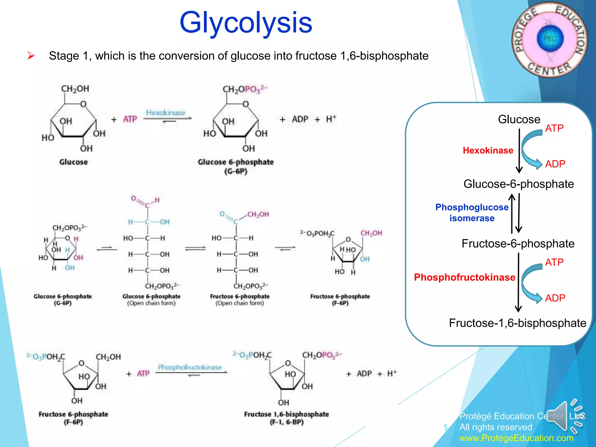Glycolysis pathway in cells | PPTX