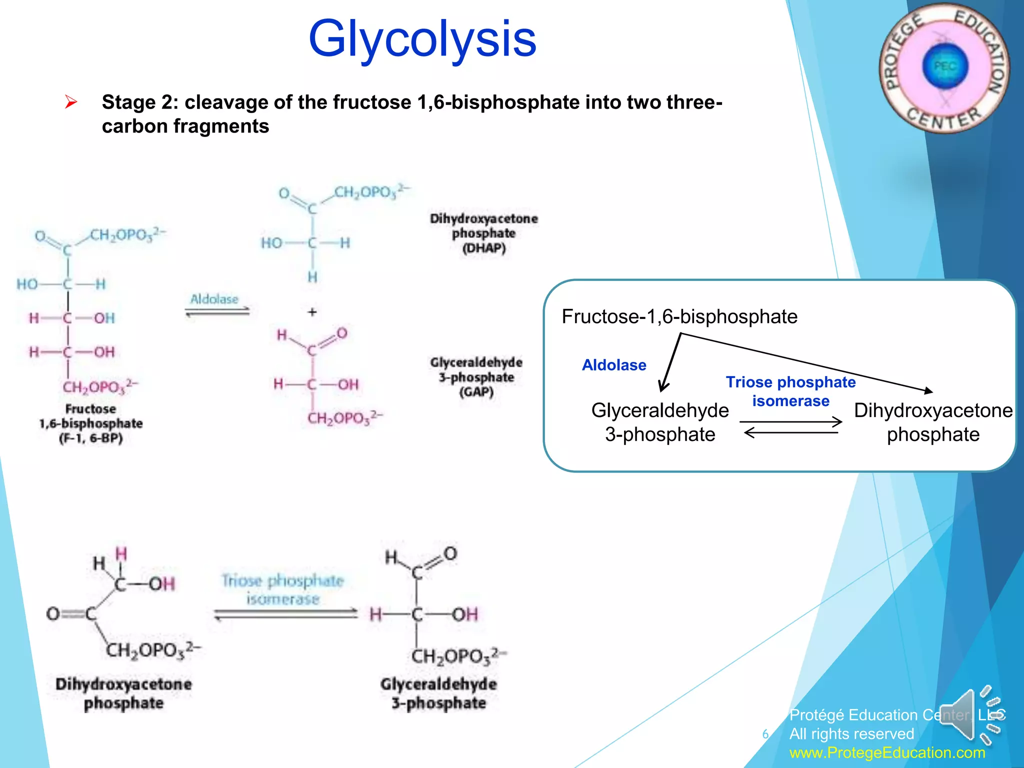 Glycolysis pathway in cells | PPTX