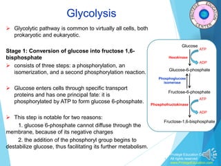 Glycolysis pathway in cells | PPTX