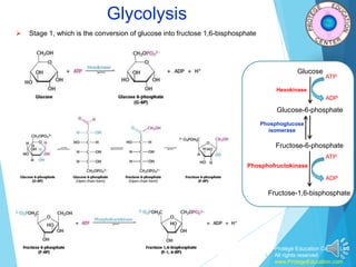 Glycolysis pathway in cells | PPTX
