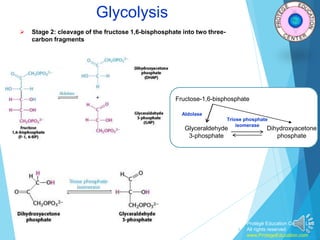 Glycolysis pathway in cells | PPTX