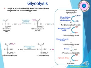 Glycolysis pathway in cells | PPTX