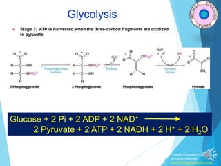 Glycolysis pathway in cells | PPTX