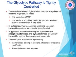 Glycolysis pathway in cells | PPTX
