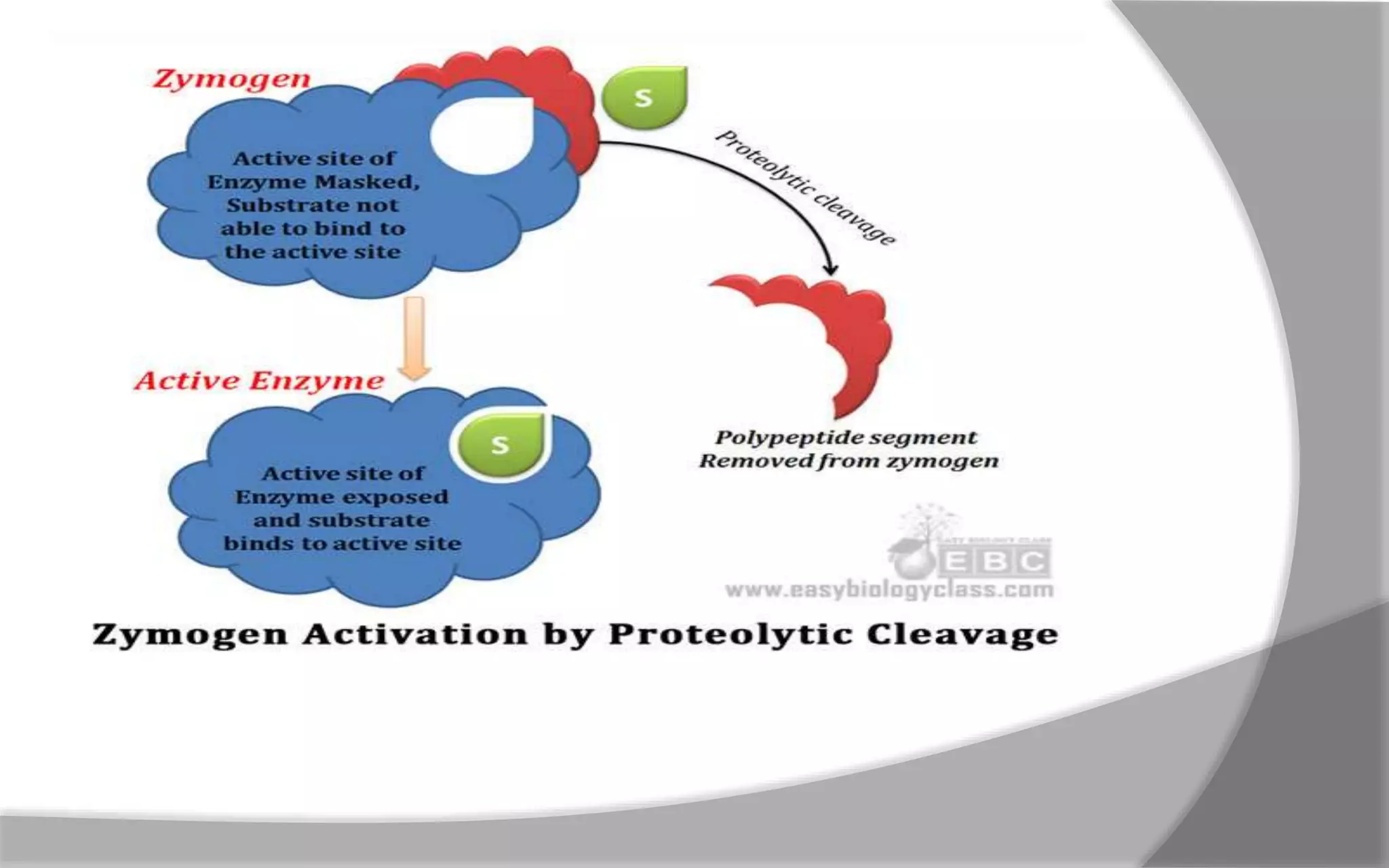 BIOCHEM-NATURAL FATS-TRIGLYCERIDES-ENZYME INHIBITION-REULATORY ENZYME.pptx
