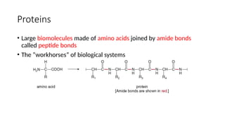 Proteins and Enzymes: Definition and characteristics | PPTX