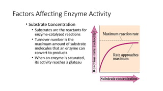 Proteins and Enzymes: Definition and characteristics | PPTX